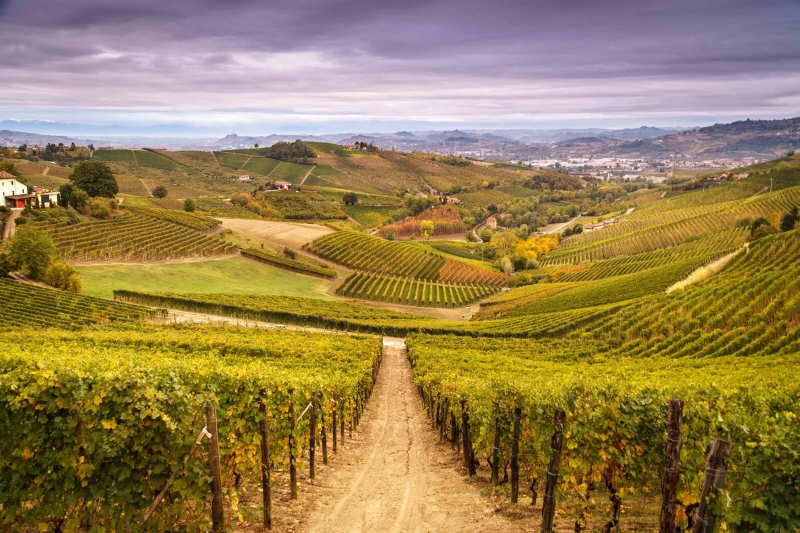 El terroir: palabra clave en el mundo del vino | Rimontgó Wineries