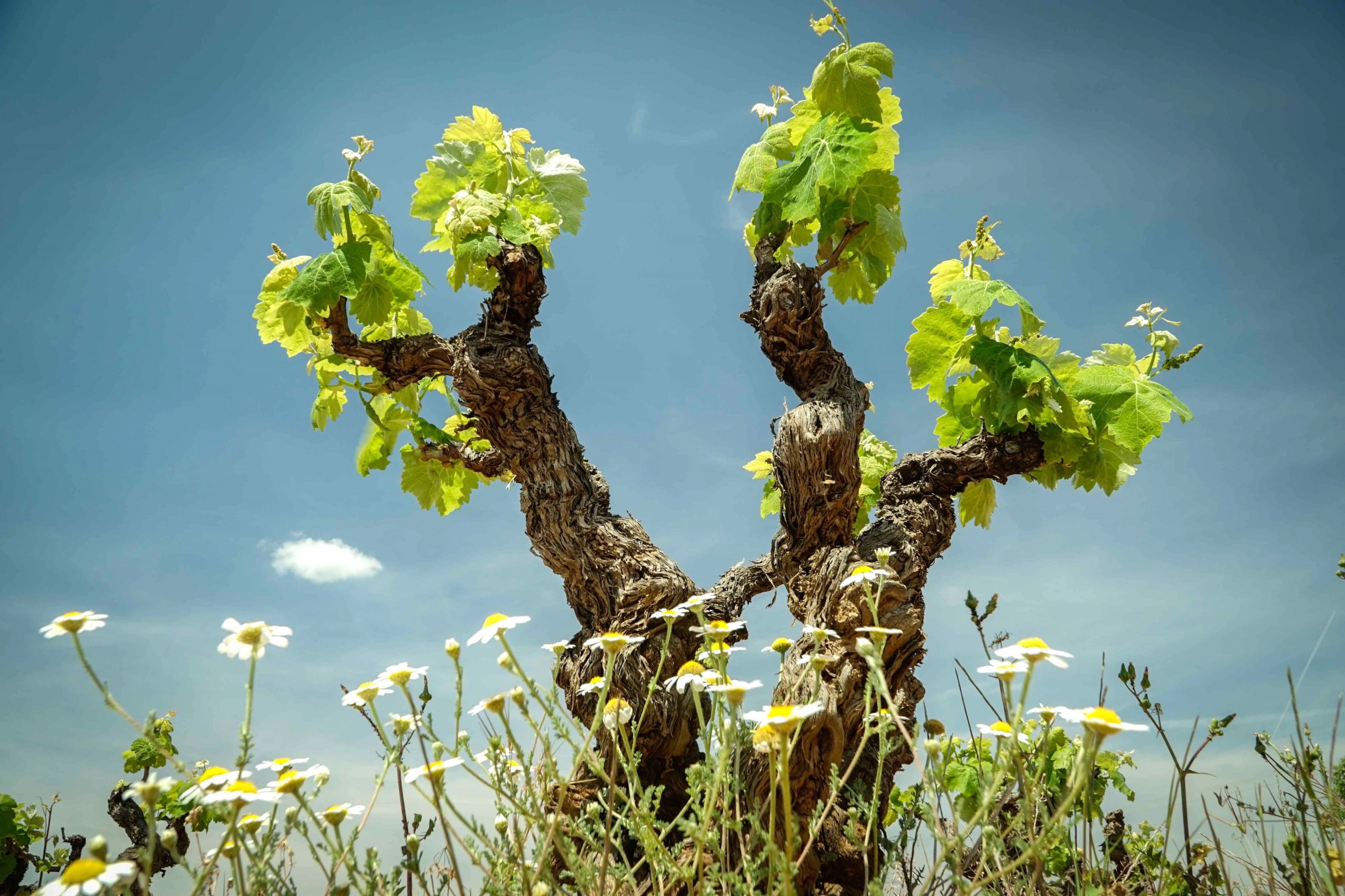 BOBAL: MEDITERRANEAN DNA | Rimontgó Wineries